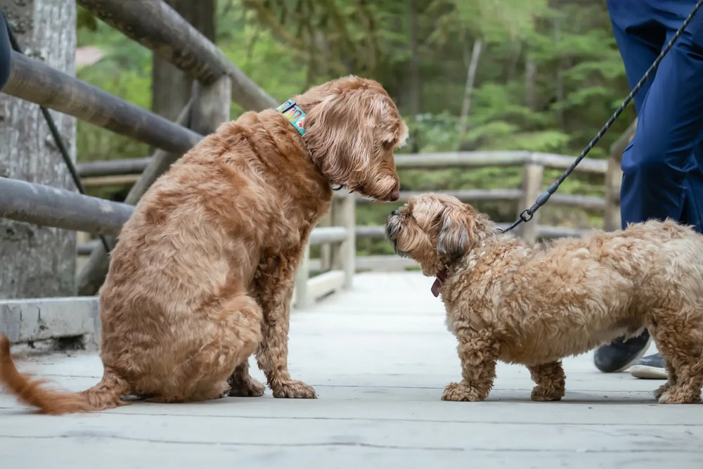How To Introduce Your Dogs To Each Other | Brilliant Pad - BrilliantPad