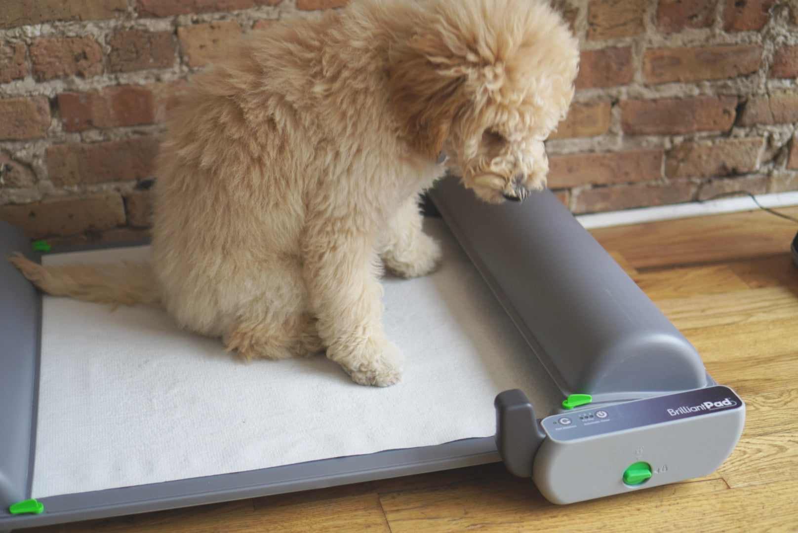 Smart Dog Potty | BrilliantPad